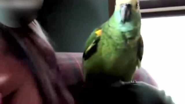 The bird stood on the owner's shoulder and watched the owner smile so ...