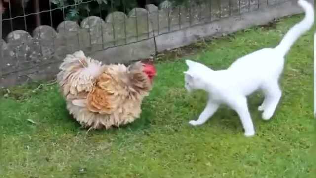 Cats and chickens fight, you are quite splashy, but you are two and the ...