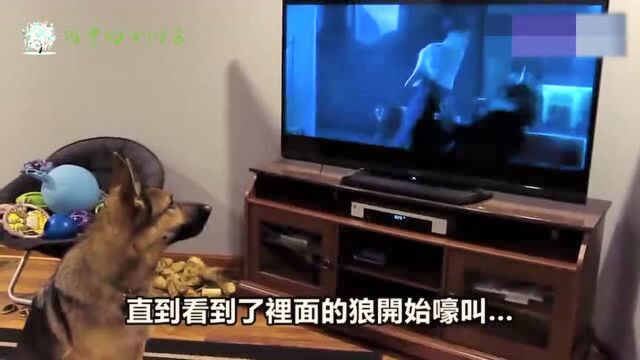 Gao Meng ไปข้างหน้า! นมลูกฮัสกี้น่ารักเกินไปสุนัขยากที่จะเรียนรู้หมาป่า ...