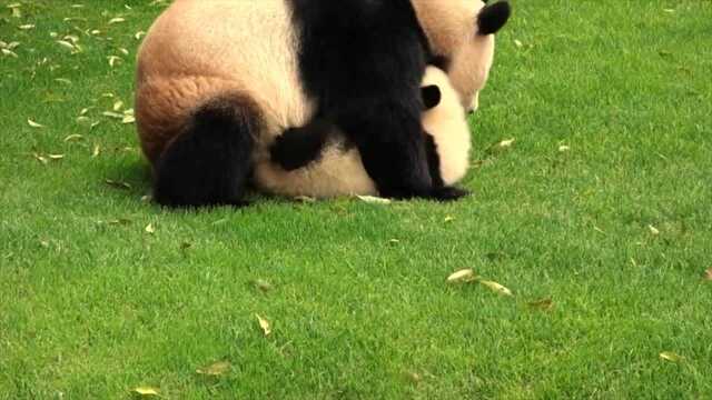 Panda Baby: Panda Mom: Stinky Kid, Go Home! : Mom, I haven't played ...