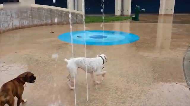 Silly Wang saw that the fountain was irrational and stupid. - Watch HD ...