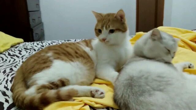Two big fat cats love and hate in an instant - Watch HD Video Online - WeTV