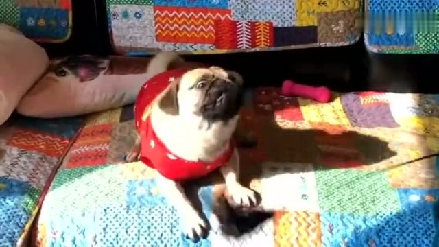 The expression of the pug puppy is so cute, and the head is dizzy ...