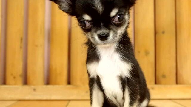 Super cute big eyes Chihuahua cub, it looks like a whole person will be ...