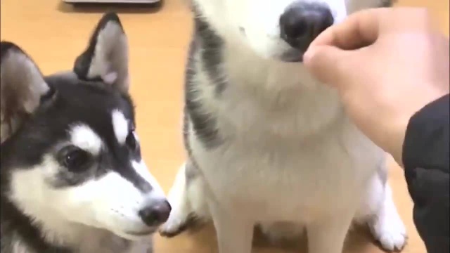 Two silly two ha ha air is delicious? - Watch HD Video Online - WeTV