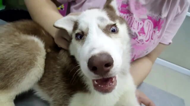 It’s a play for the huskies to see a doctor. - Watch HD Video Online - WeTV