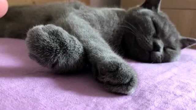 Cat: With my eyes closed, I know what you are doing, want to marry me ...