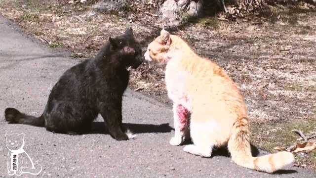 Two cats fight fiercely, it’s the first time I’ve encountered it, the ...