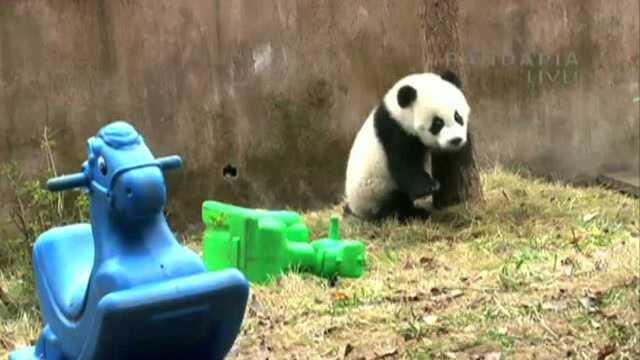 Giant panda race tree climbers choose the game under the tree - Watch ...