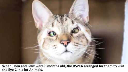 Two cats born without eyes are happy, healed, looking for a new home ...
