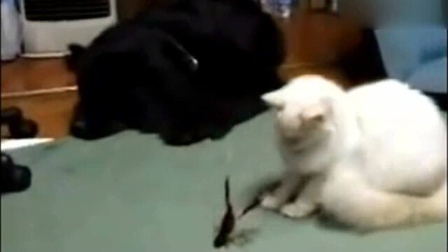 Bagaimana dengan komet hewan lucu, lobster perang kucing putih ...