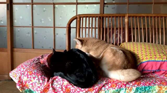 Bichon is blessed, sleeping with black cats - Watch HD Video Online - WeTV