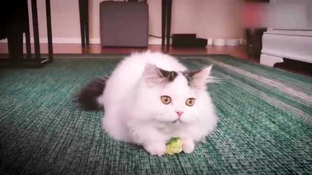 For broccoli, the cat learns to do it, and also carefully beats the ...