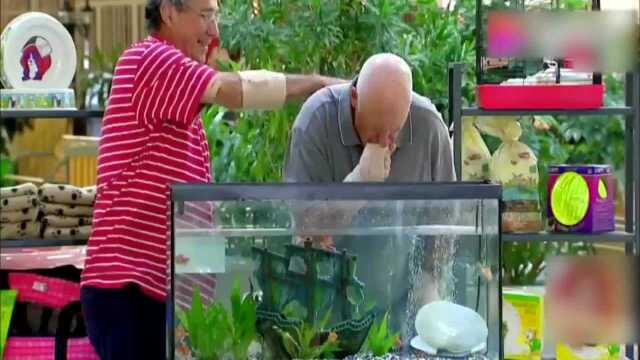 Mischief: The old man is too excited to see the fish, the dentures are ...