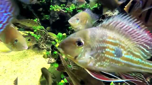 The intensive one-cylinder ornamental fish looks so beautiful, and the ...