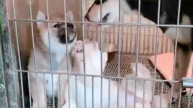 The puppy leaned on his brother and squeezed it all into the corner ...
