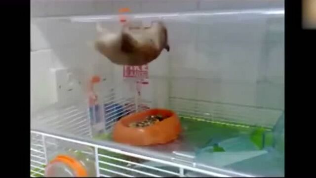 Agent 007 - small hamster, see the high-energy operation of the mouse and mouse agents - Watch ...