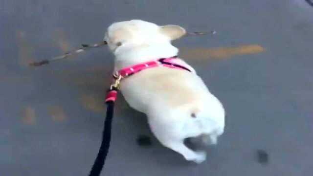 The law fights to find its favorite stick, Wang does not stop the claws ...