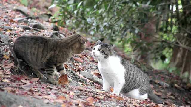 The first time to eat ice cream, the comet, this moment can not be ...