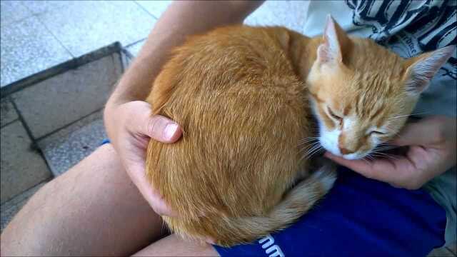 How does the cat express emotions? A fat orange chooses to entangle the ...