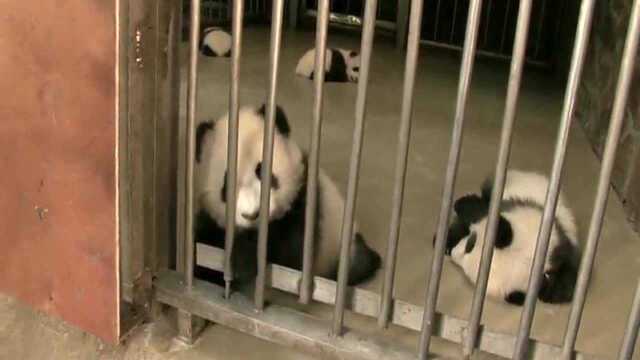 Early in the morning, the panda baby began to escape from prison, but ...