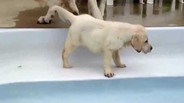 Is it a biological one? The baby dog is pushed into the water by the ...