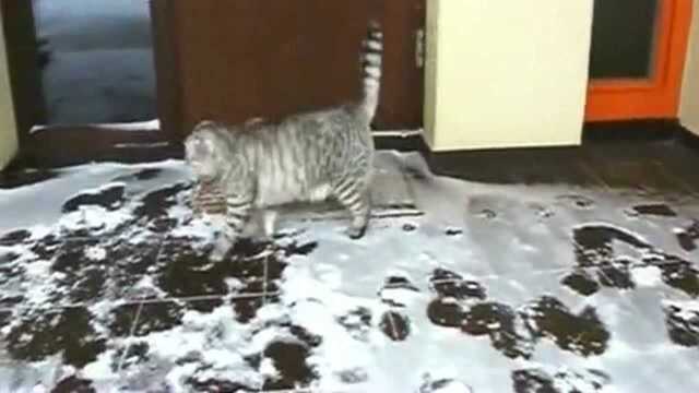 The cat walks well and ecstasy, wants to refuse to welcome, walks in ...