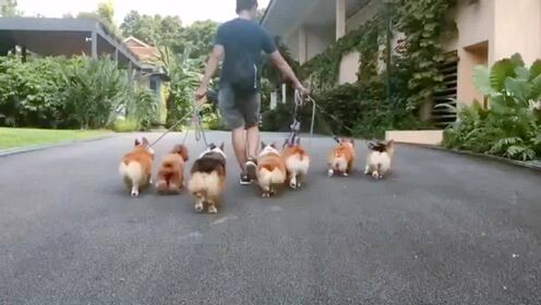 Cachorros de cuchillo demoníaco: Año del perro, salir a pasear al perro ...