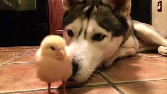 Husky and the chicken became good friends, and the owner said that ...