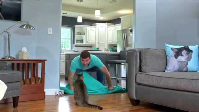 The cowman used the magic of a big living to test the cat, and the ...