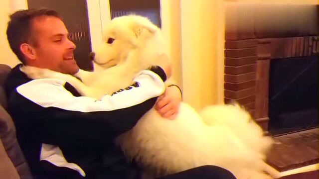 Cute cute pet: Samoyed is with you, watching the owner’s heart-warming ...