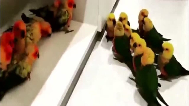 This parrot is not afraid of concussion, the two teams of parrots are about to start, which team ...