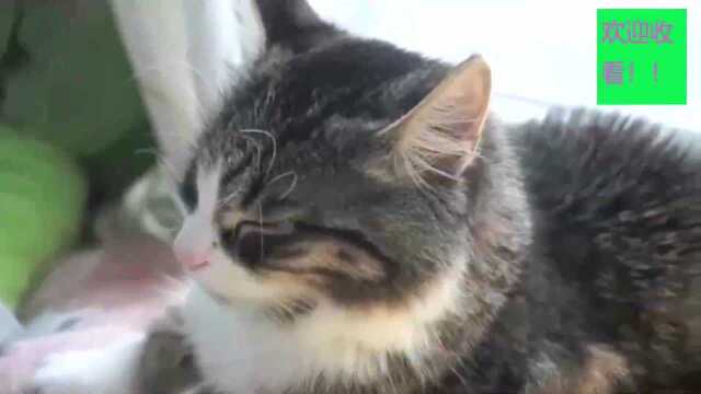 Little milk cat's cozy afternoon! Lazy and cute! - Watch HD Video ...
