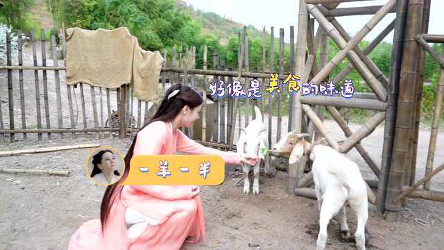 Behind the scenes: New goat breeder ReBa's original goat language ...