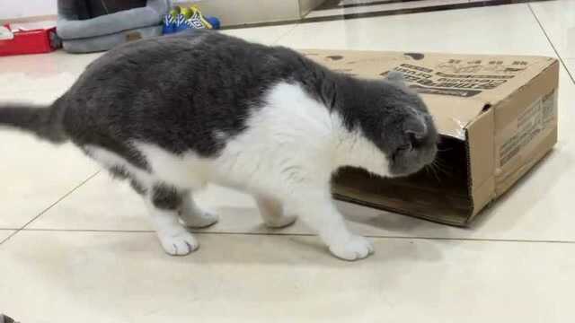 The owner deliberately knocked down the box and tested if the cat would ...