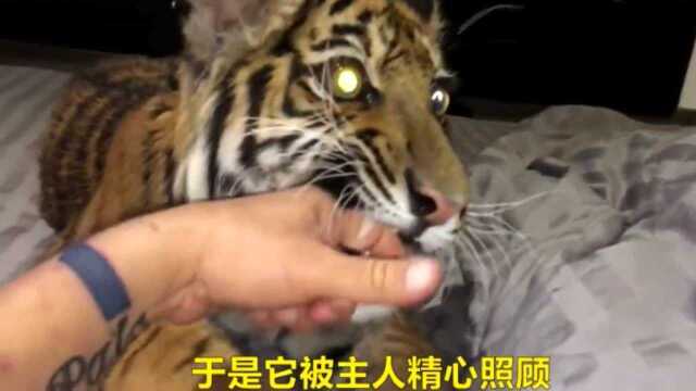 Cute little tiger, although the calf is disabled, still smiles and ...