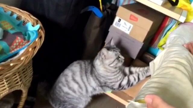 The cat yelled the master early to get up, and the bed was lingering ...