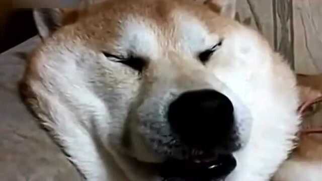 The Shiba Inu, who is sleepy and ugly, has all the screaming teeth ...