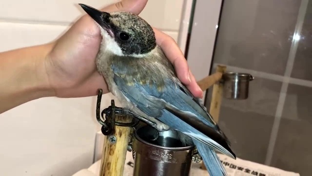 The magpie falling from the tree was saved by me, now half a year old ...