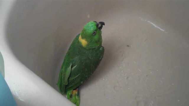 After the parrot is drenched, it is crying like a baby. - Watch HD ...