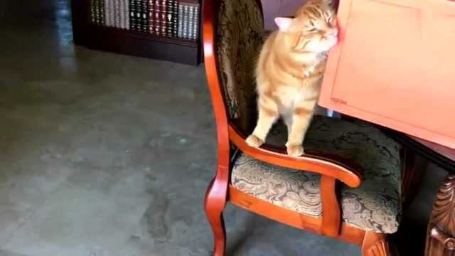 The Great Dane provokes the cat boss, and the cat boss is the king’s ...