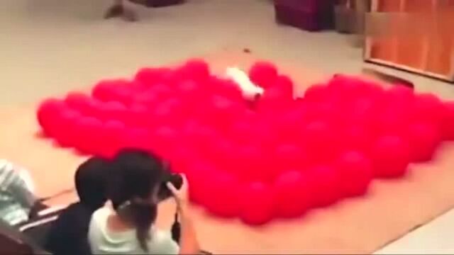 Dogs stepping on the balloon are like shooting, the dog-cannon is ...
