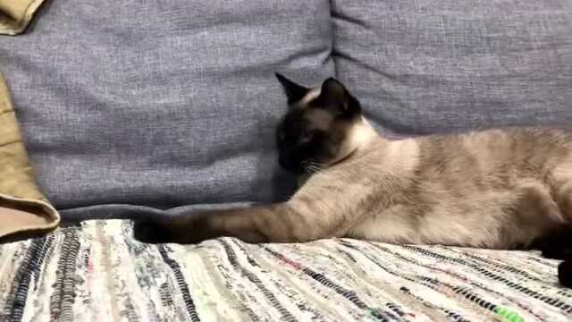 The Siamese cat kindly helped the white cat to be beaten and smashed ...