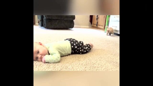 Meng pet and bear child are always perfect match. - Watch HD Video ...