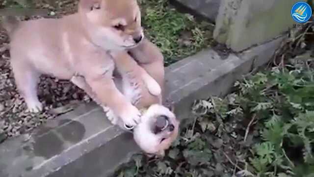 These two "fierce and evil" small Shiba Inu fight, the master did not ...