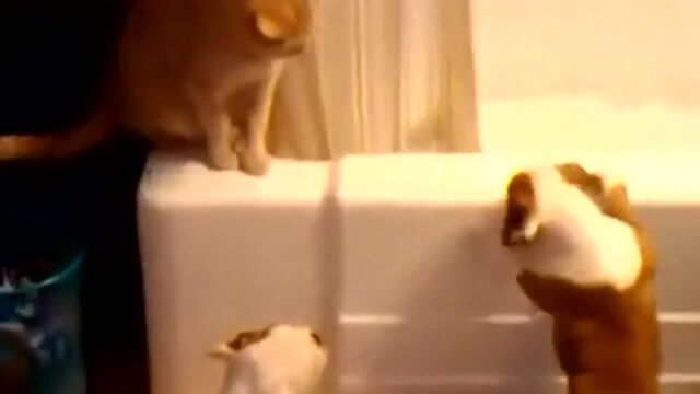 Cat pk bulldog, cat and dog fight at the touch of a hair - Watch HD ...