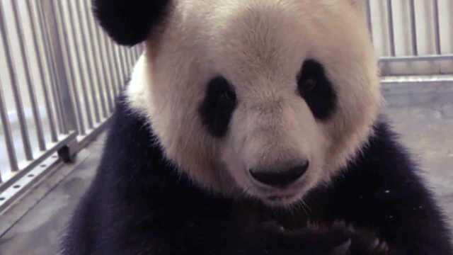 The giant panda, Scarlett, is eating apples and bamboo shoots that the ...