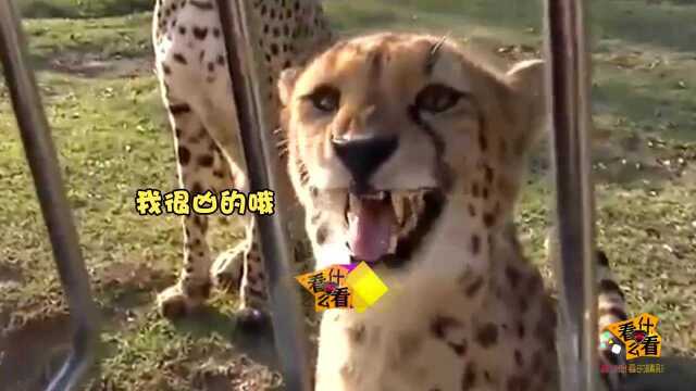 I heard that the leopard’s voice is very ferocious and has not been ...