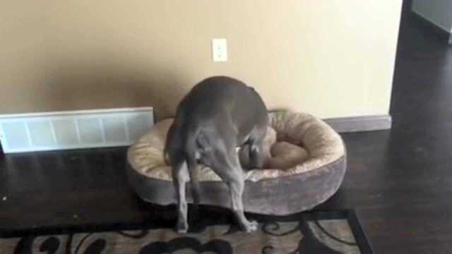 This is a fake Labrador, this IQ is also absolutely - Watch HD Video ...