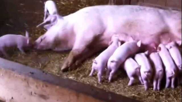 Baby pig baby is vying for milk, so cute - Watch HD Video Online - WeTV